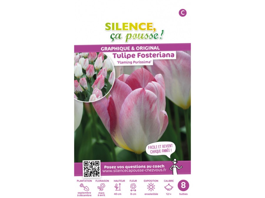 Tulipe Fosteriana Emperor Flaming Purissima | Silence, ça pousse