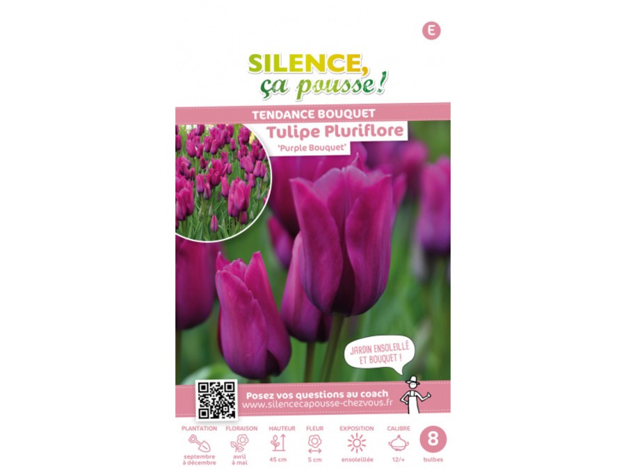 Tulipe Pluriflore Purple Bouquet | Silence, ça pousse