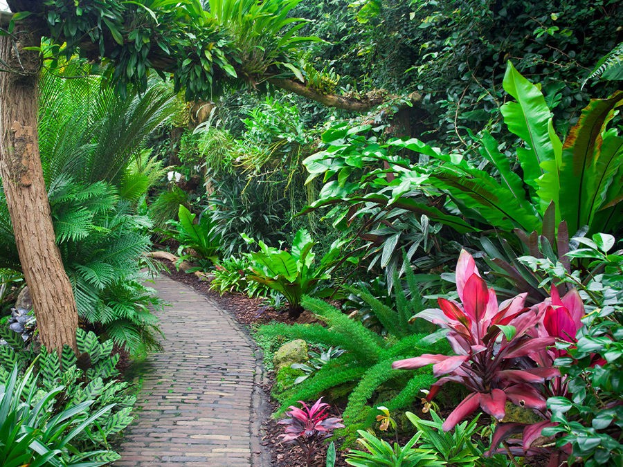 Créer un jardin exotique | Silence, ça pousse Créer un jardin exotique | Silence, ça pousse