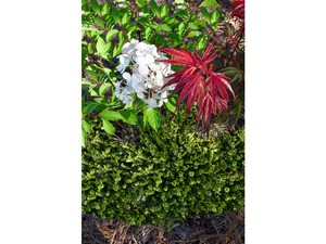 Véritable terre de bruyère | Silence, ça pousse