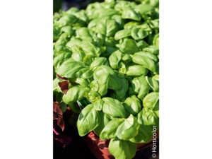 Basilic Grand Vert | Silence, ça pousse