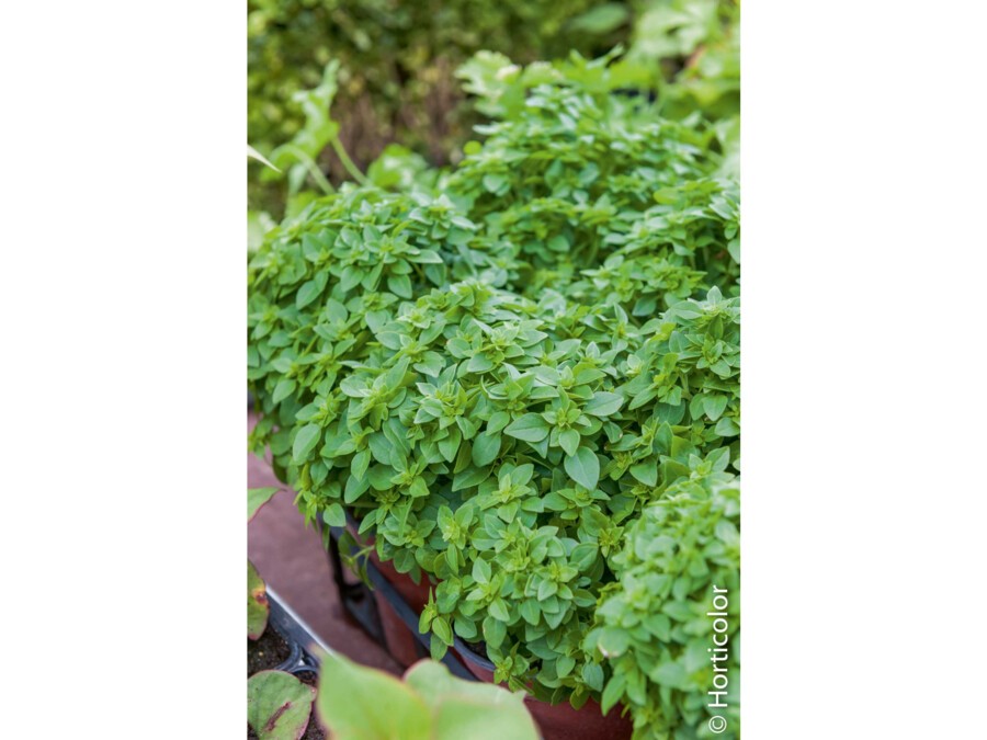 Basilic fin vert | Silence, ça pousse