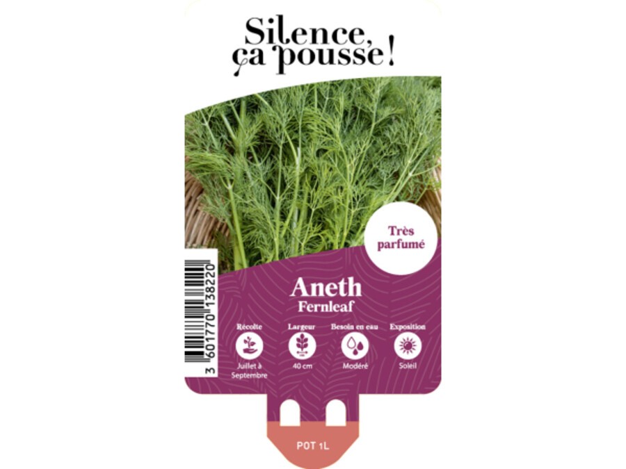 Aneth Fernleaf | Silence, ça pousse