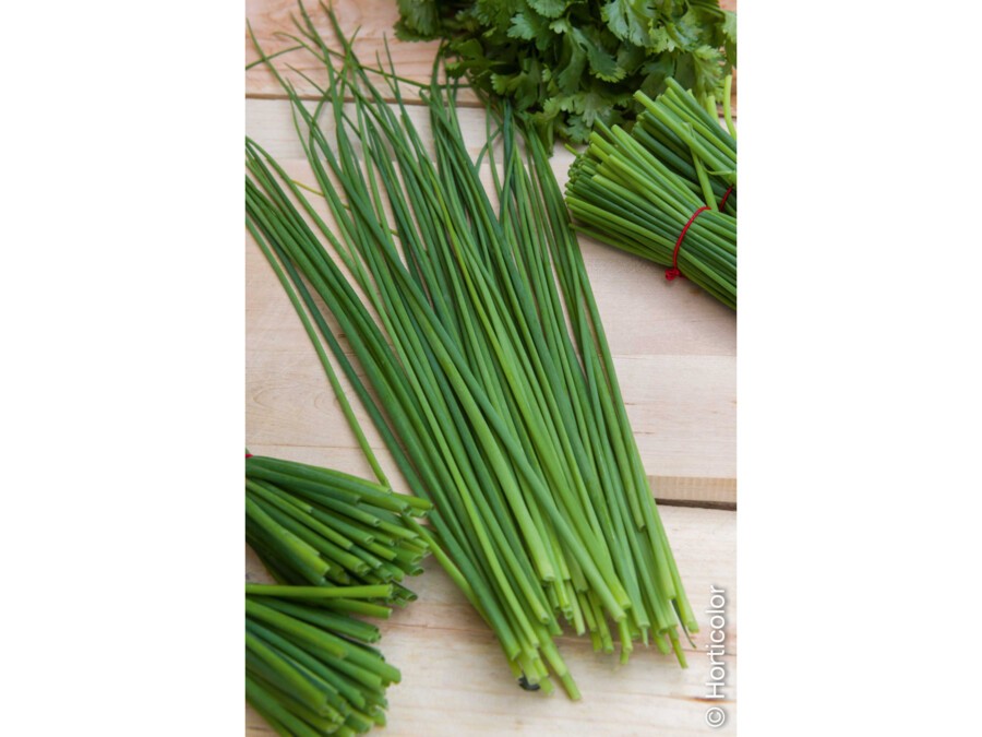 Ciboulette Polystar | Silence, ça pousse