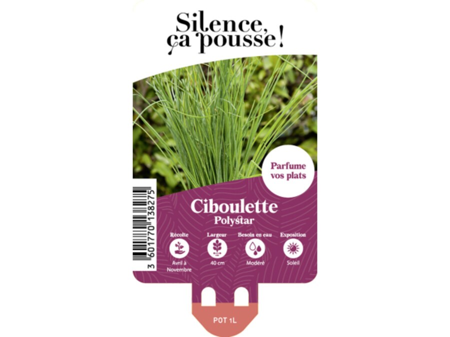 Ciboulette Polystar | Silence, ça pousse