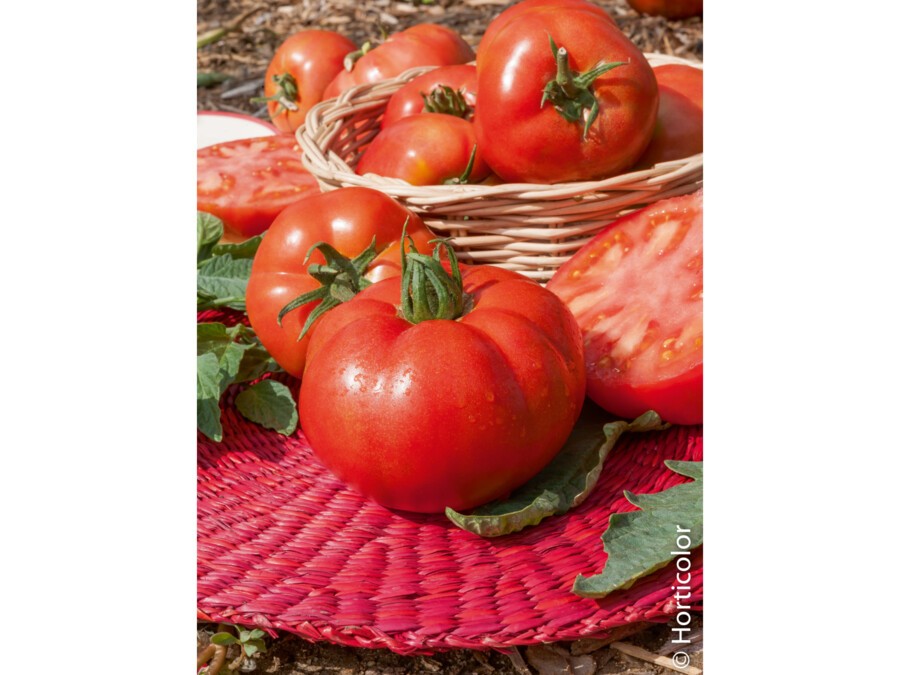 Tomate ronde Maestria F1 | Silence, ça pousse