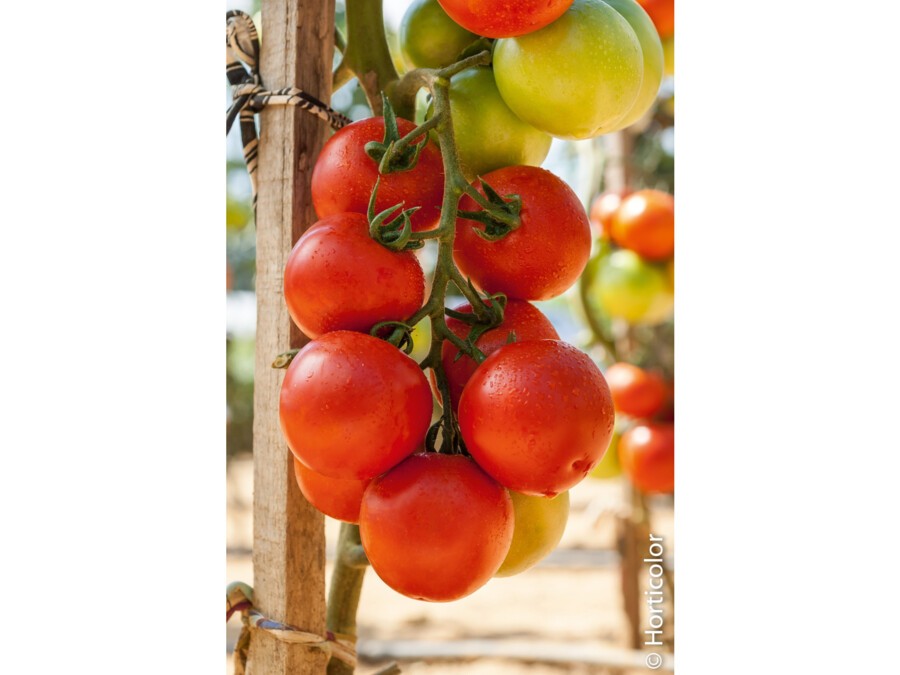 Tomate grappe Premio F1 | Silence, ça pousse