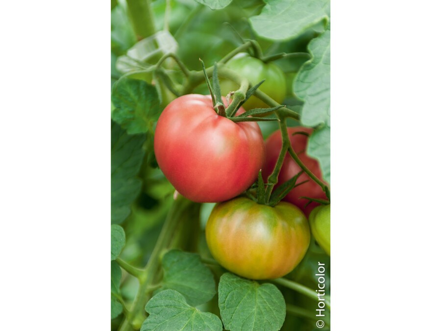 Tomate ronde Rose de Berne | Silence, ça pousse