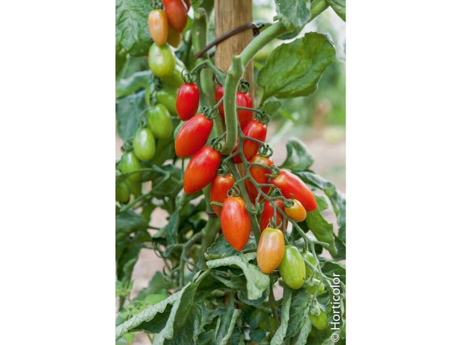 Tomate cerise Trilly F1 | Silence, ça pousse