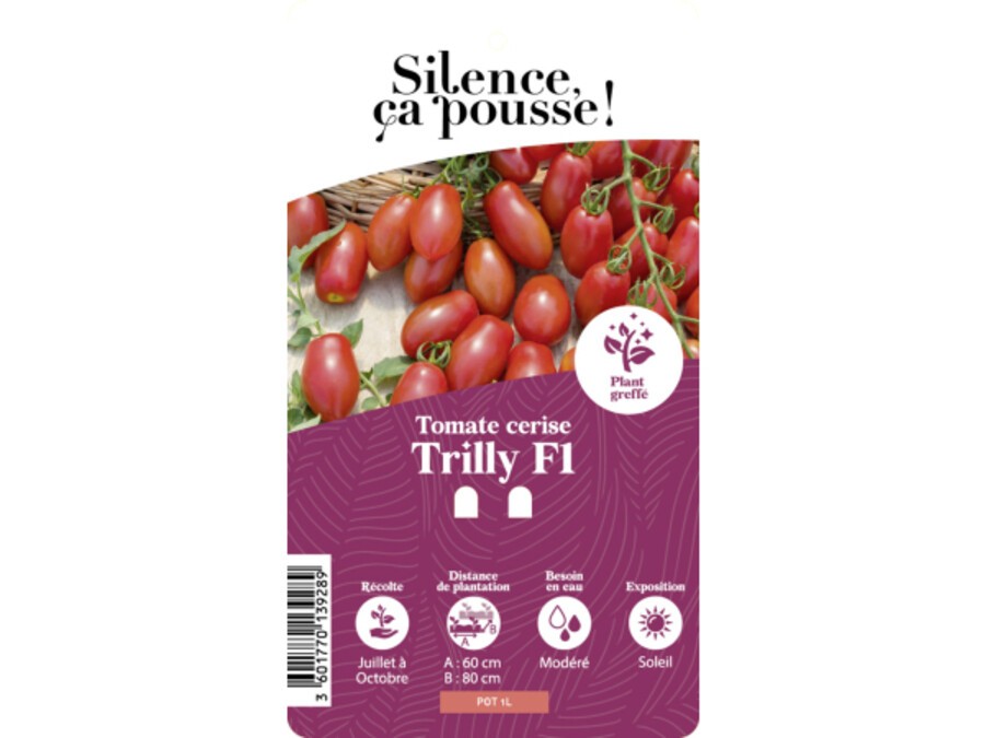 Tomate cerise Trilly F1 | Silence, ça pousse