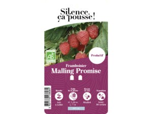 Framboisier BIO Malling Promise | Silence, ça pousse