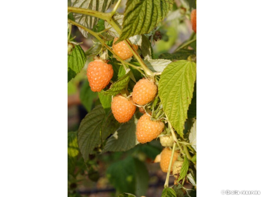 Framboisier PRIMEBERRY® AUTUMN AMBER® | Silence, ça pousse