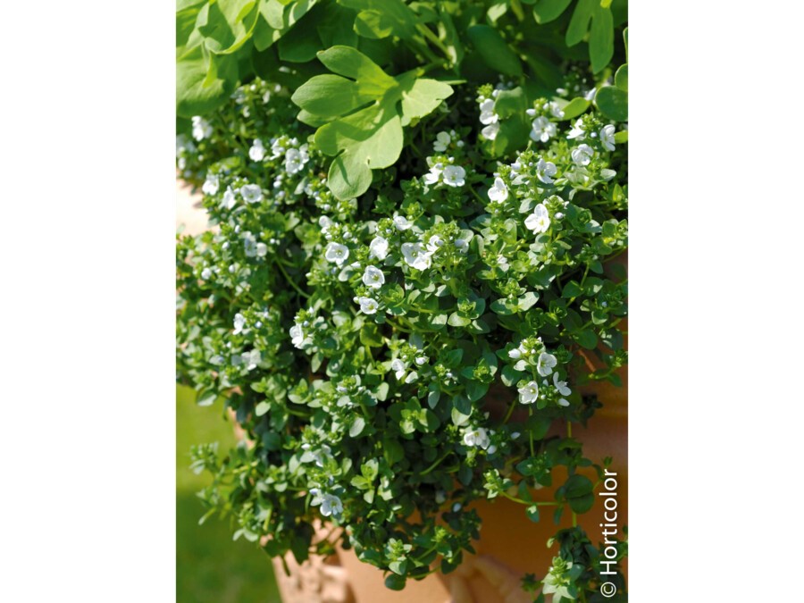 Véronique rampante blanche | Silence, ça pousse