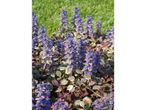 Ajuga | Silence, ça pousse