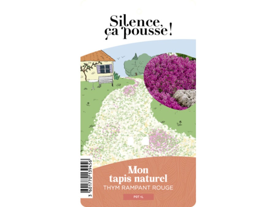 Thym rampant rouge | Silence, ça pousse
