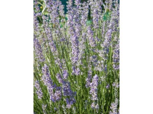 Lavande officinale | Silence, ça pousse