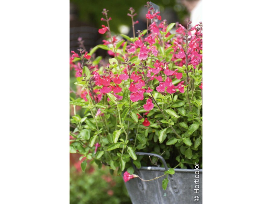 Sauge arbustive | Silence, ça pousse